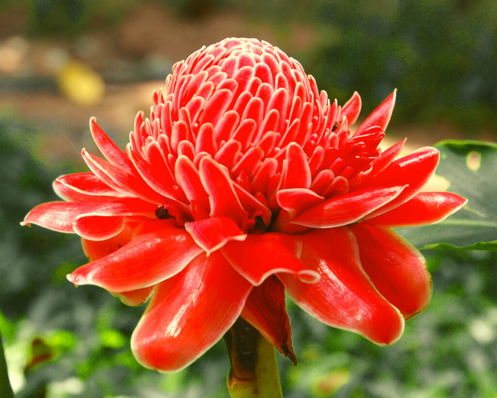 Comment faire pousser du gingembre ? - De-beaux-jardins.com