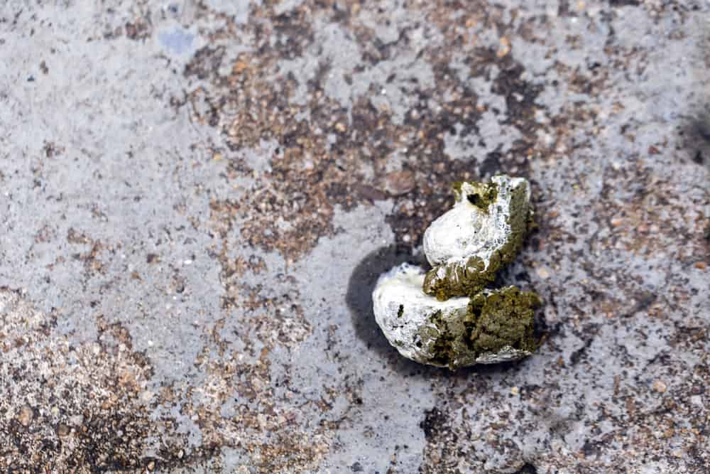 Les fientes de poule : danger ou atout pour le jardin ? - De-beaux ...