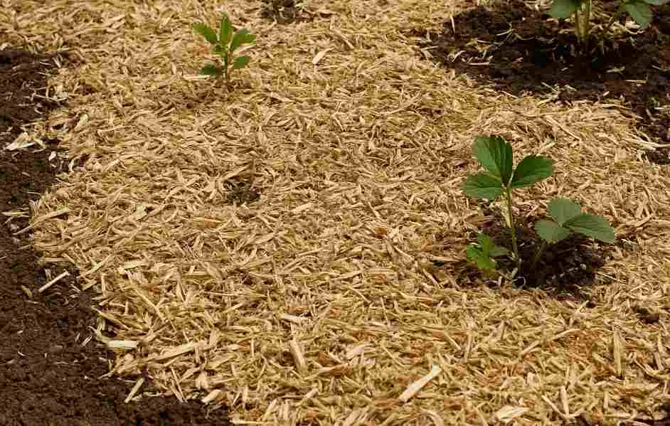 Le paillis de chanvre : une solution écologique et efficace pour votre ...